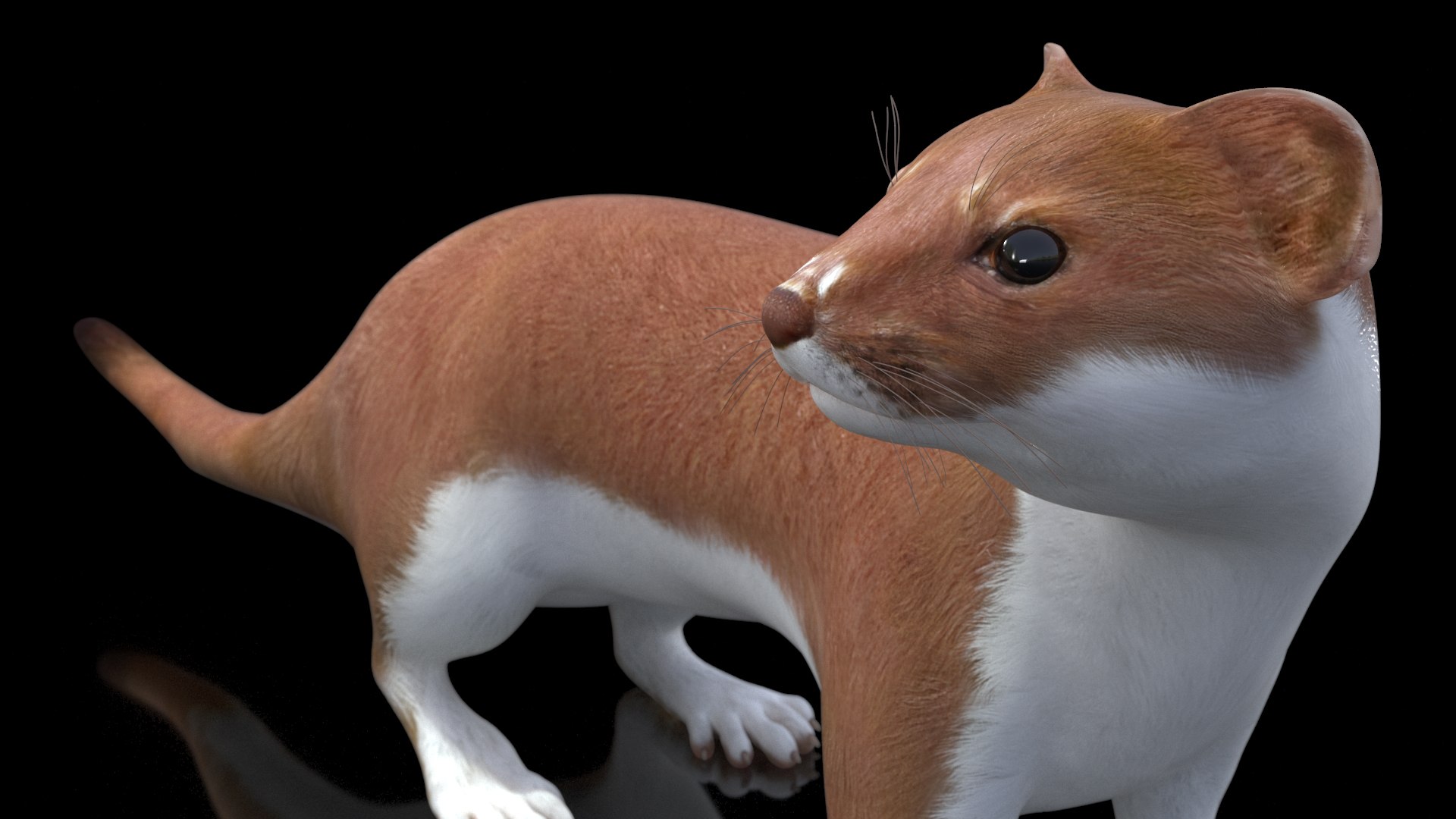 3D Model Eurasian Stoat Brown Rigged For Maya - TurboSquid 2255049