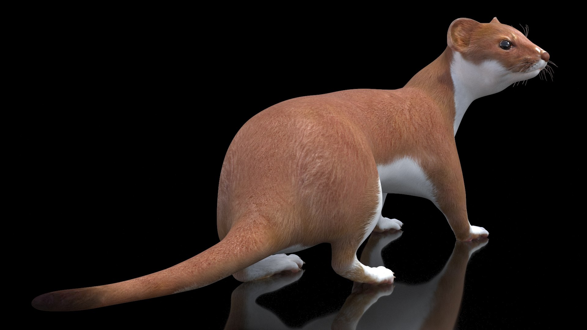 3D Model Eurasian Stoat Brown Rigged For Maya - TurboSquid 2255049