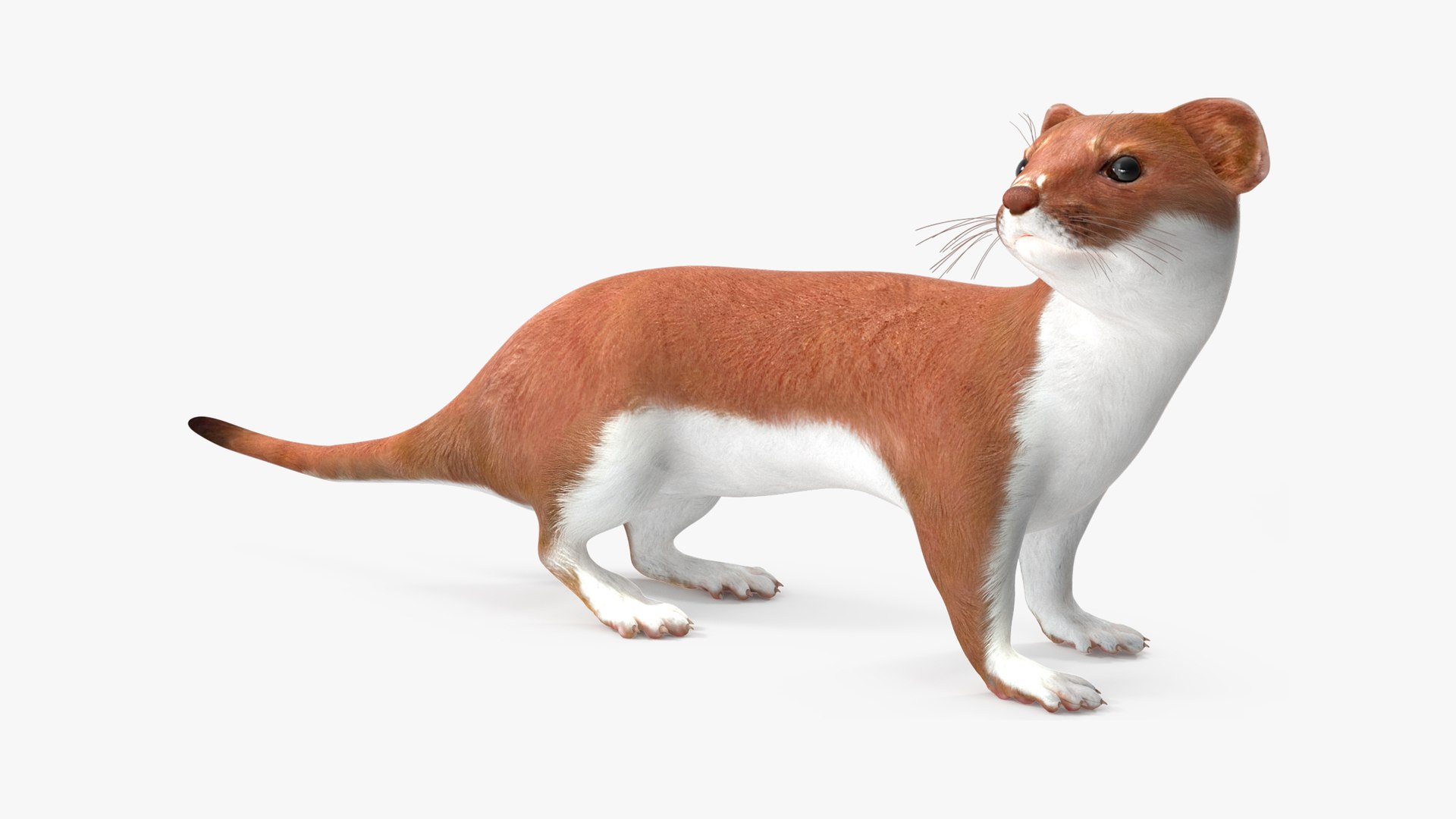 stoat pet