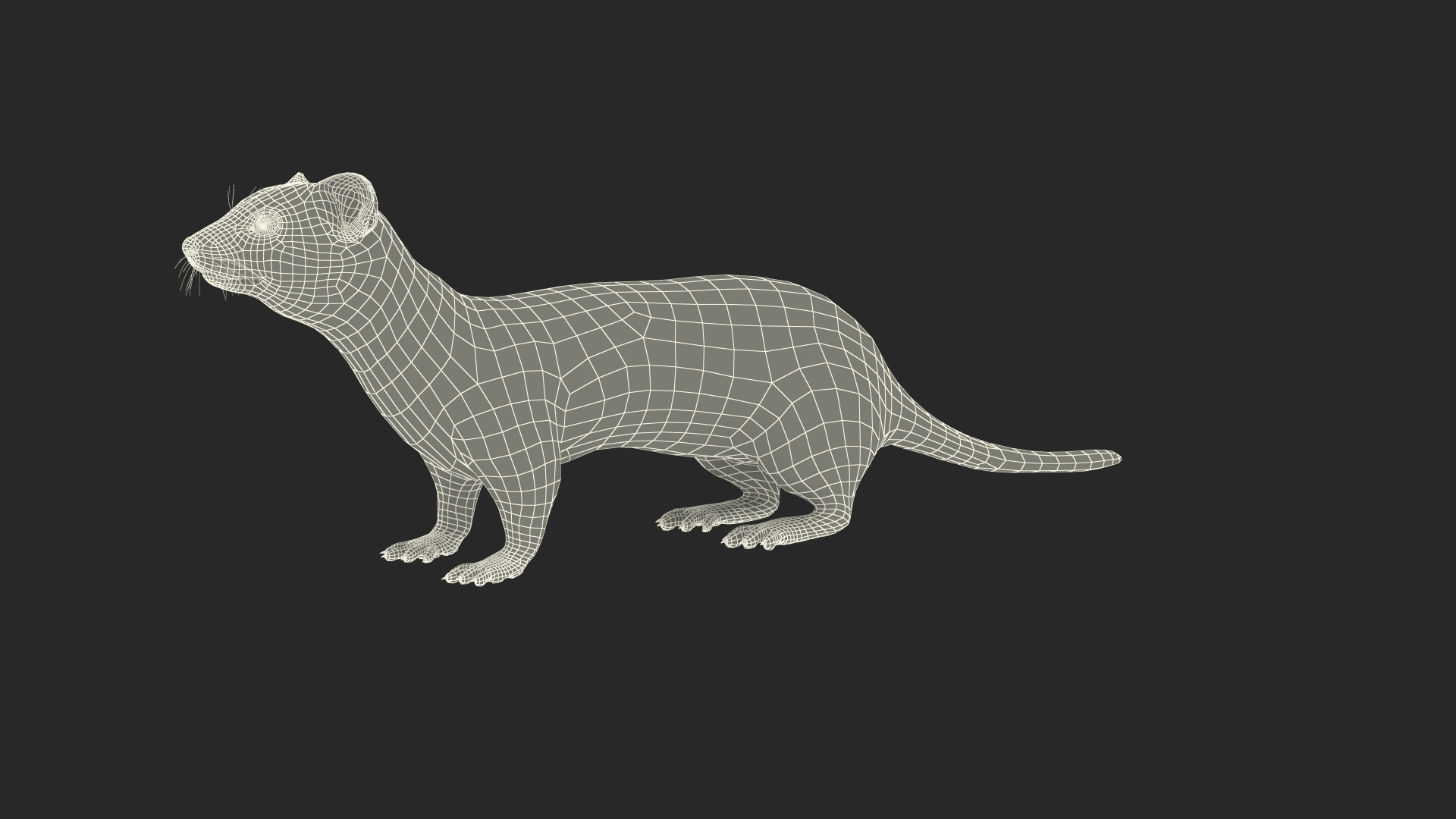 3D Model Eurasian Stoat Brown Rigged For Maya - TurboSquid 2255049