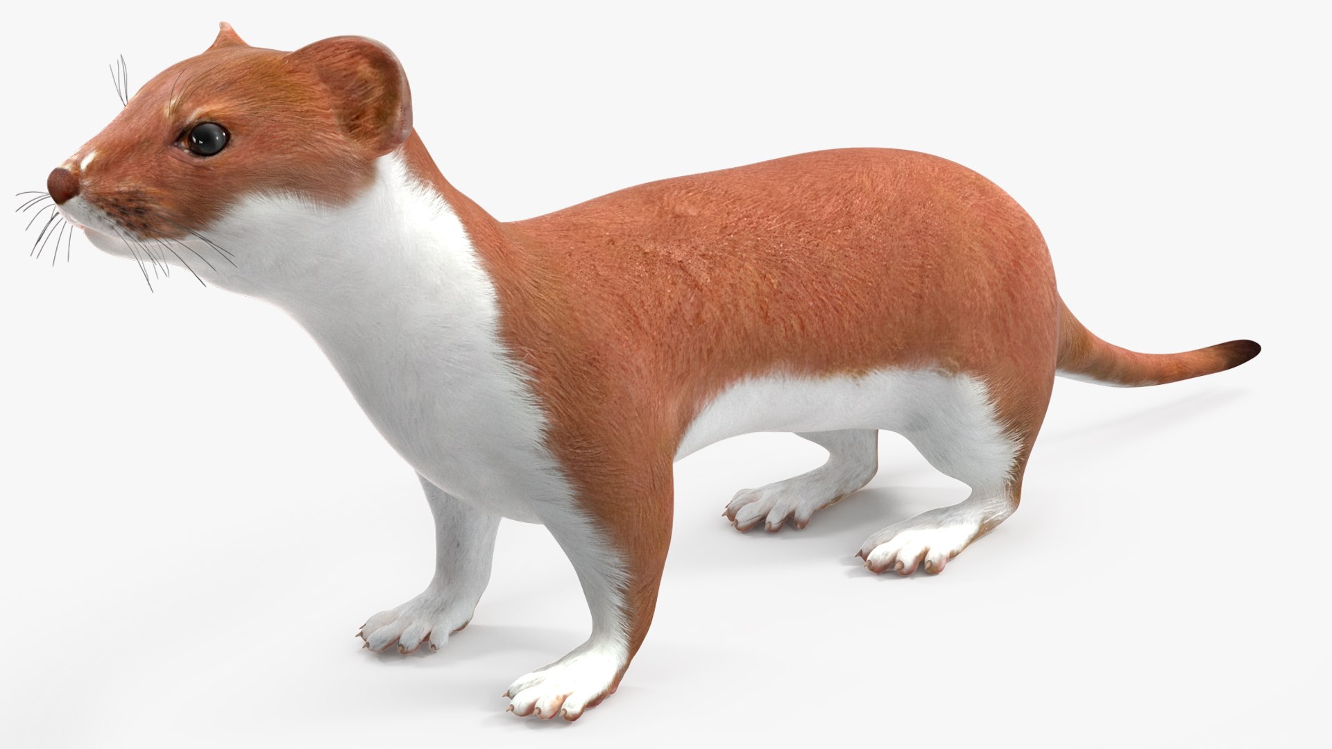 3D Model Eurasian Stoat Brown Rigged For Maya - TurboSquid 2255049