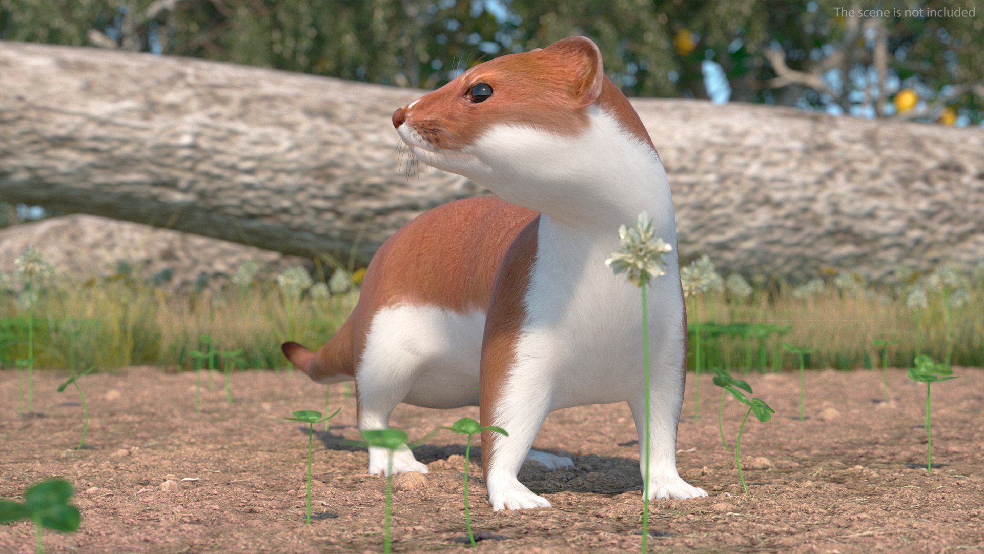 3D Model Eurasian Stoat Brown Rigged For Maya - TurboSquid 2255049