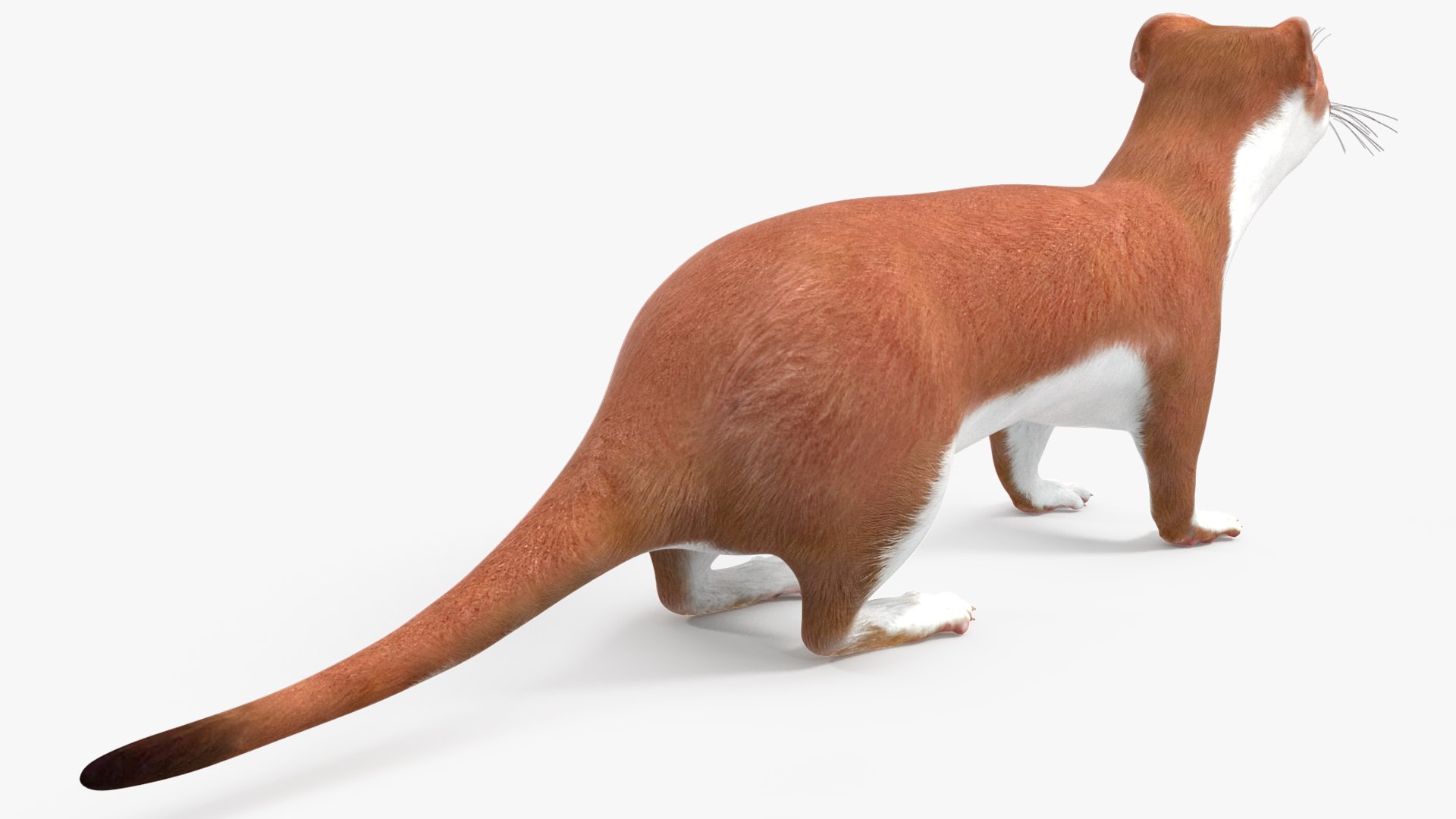 3D Model Eurasian Stoat Brown Rigged For Maya - TurboSquid 2255049