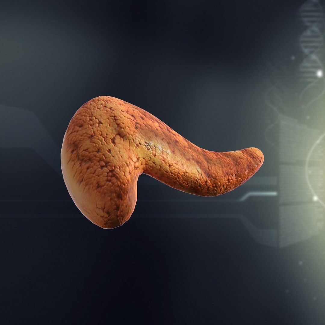 3d Human Pancreas Anatomy