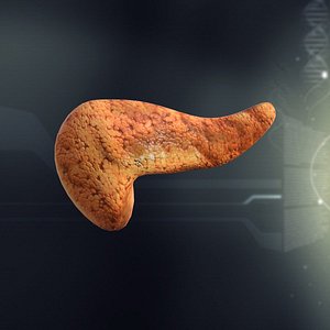 Free 3D Anatomy-Pancreas Models | TurboSquid