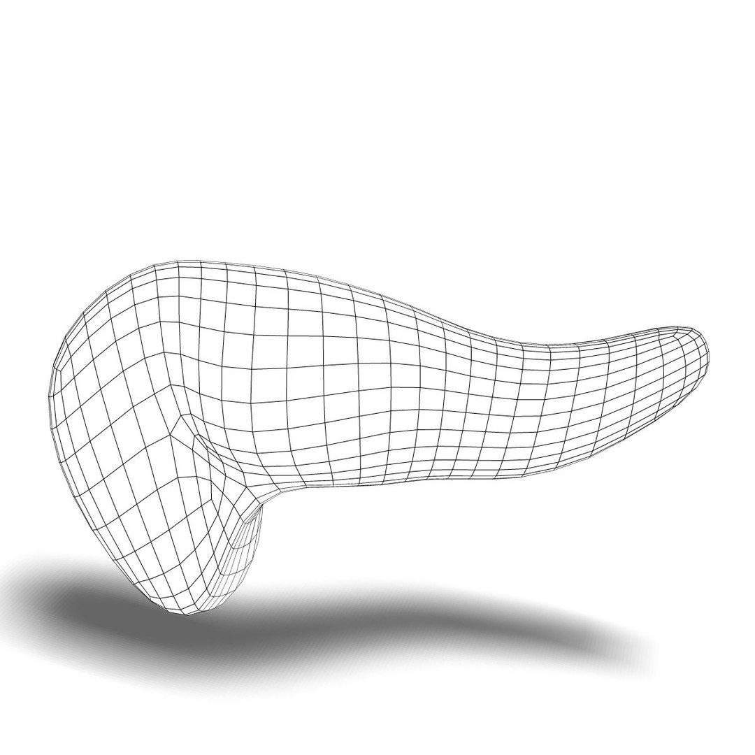 3d Human Pancreas Anatomy