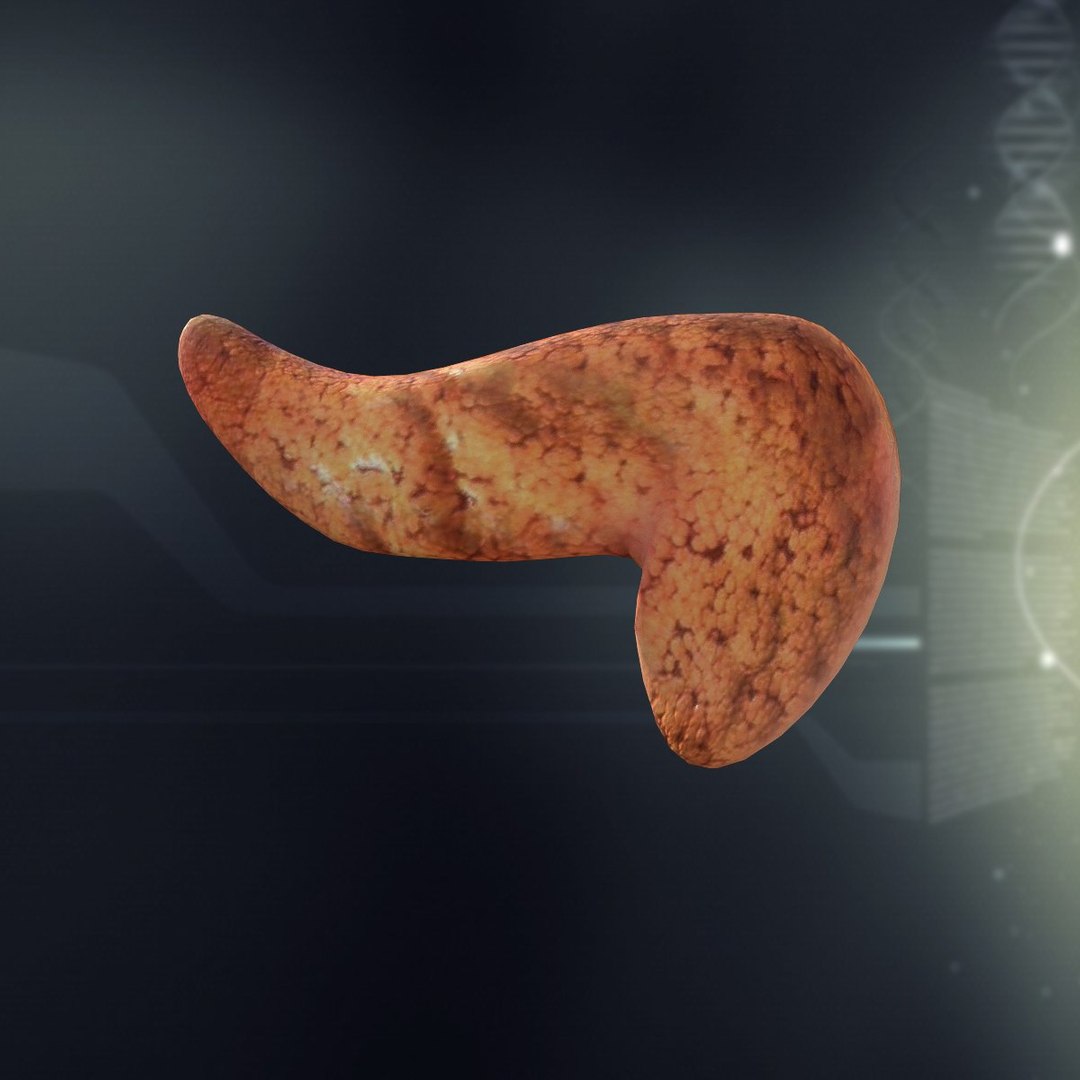 3d Human Pancreas Anatomy