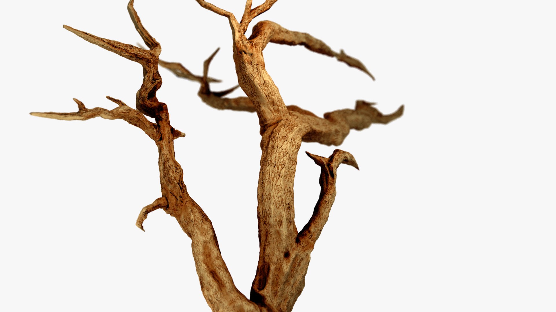 3D Model Spooky Acacia Tree Animation - TurboSquid 1348471