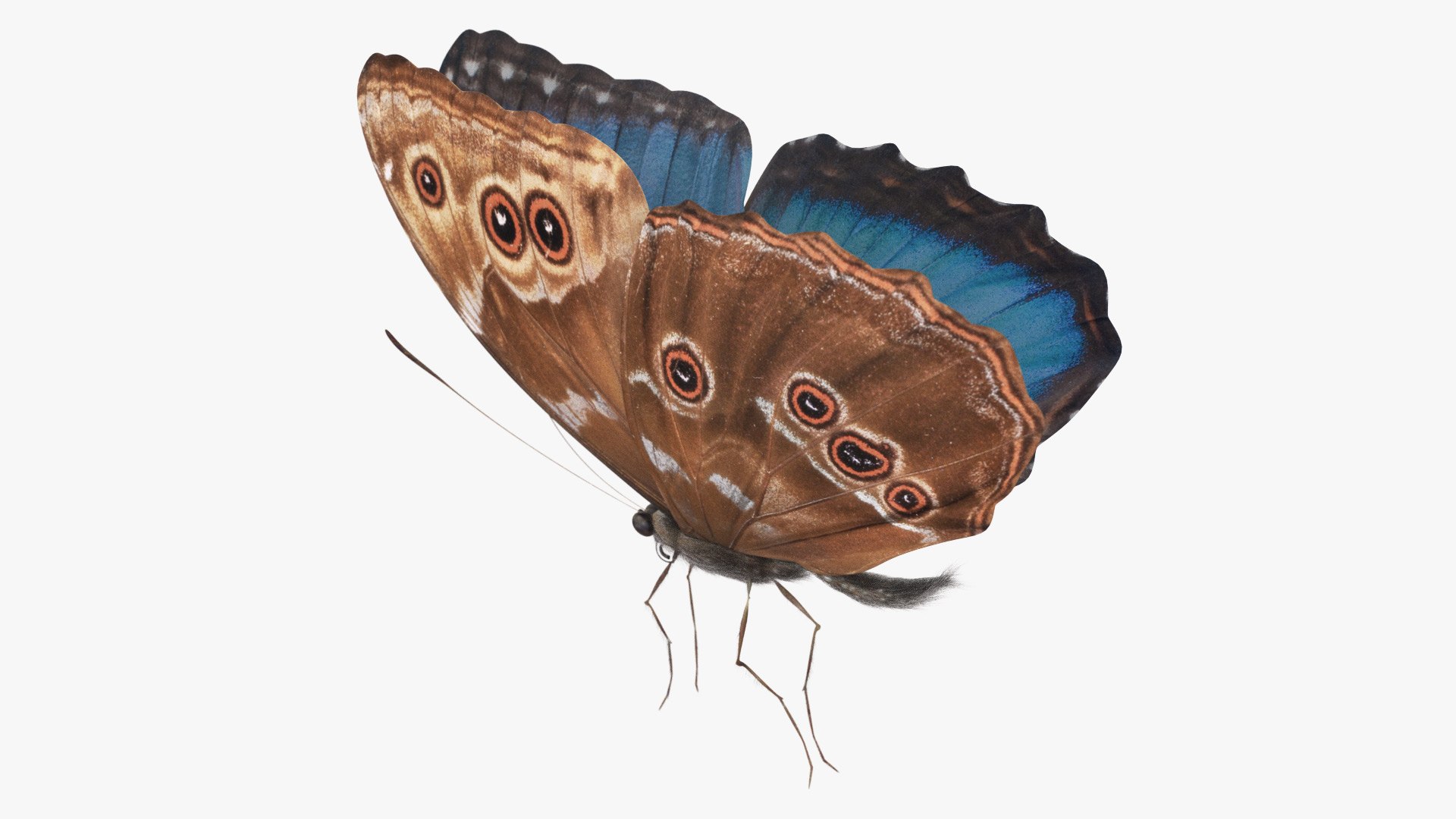 3D Blue Morpho Butterfly Morpho Peledes 4K Textures Model - TurboSquid ...