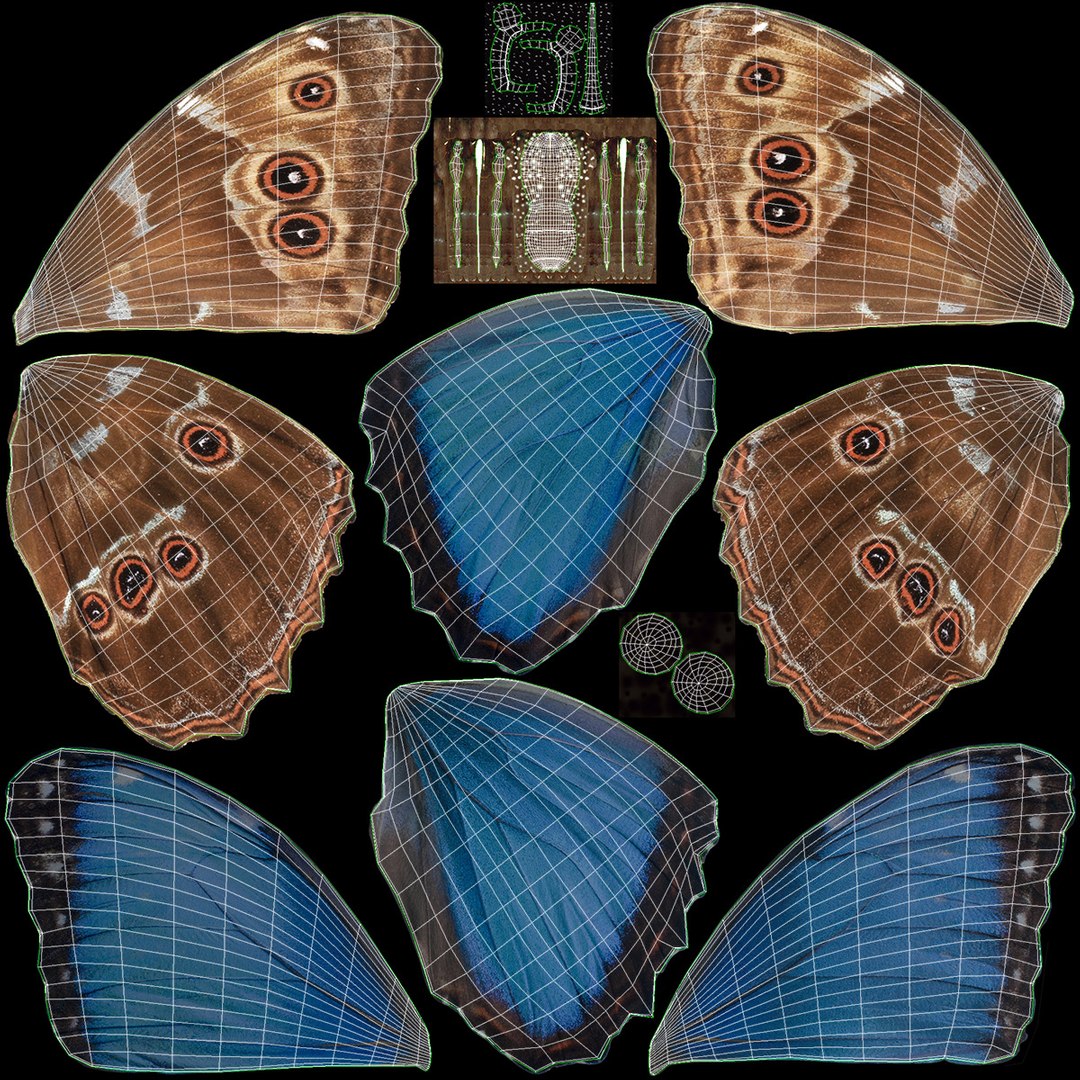 3D Blue Morpho Butterfly Morpho Peledes 4K Textures Model - TurboSquid ...