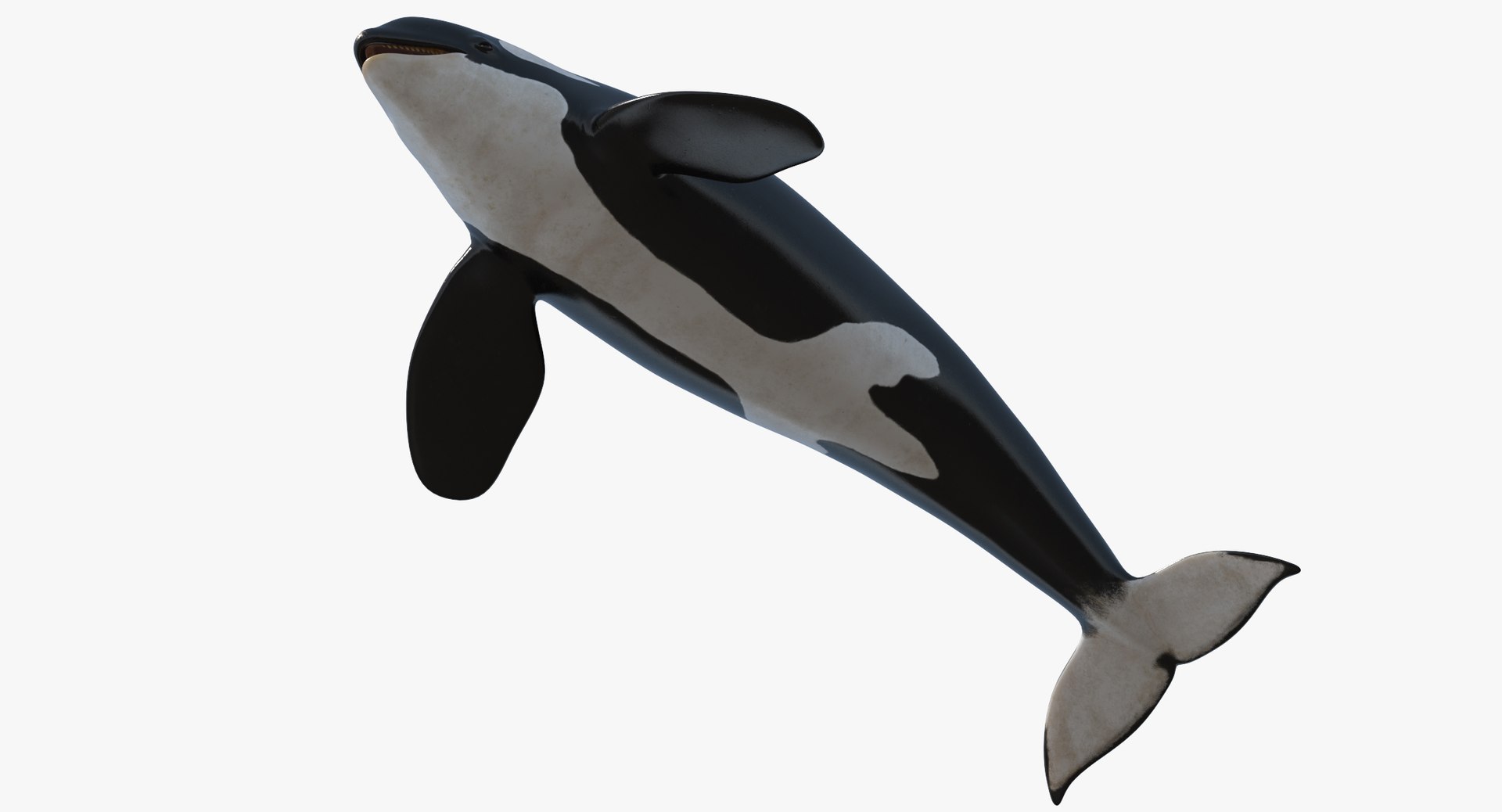 3D model killer whale rigged - TurboSquid 1259617