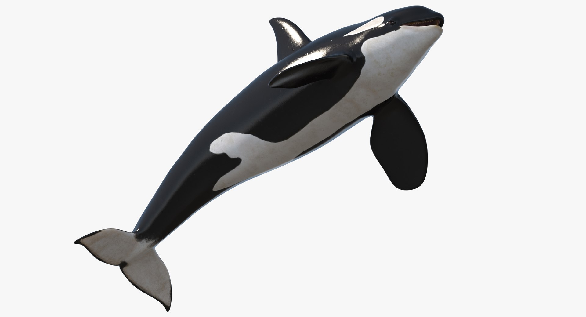 3D model killer whale rigged - TurboSquid 1259617