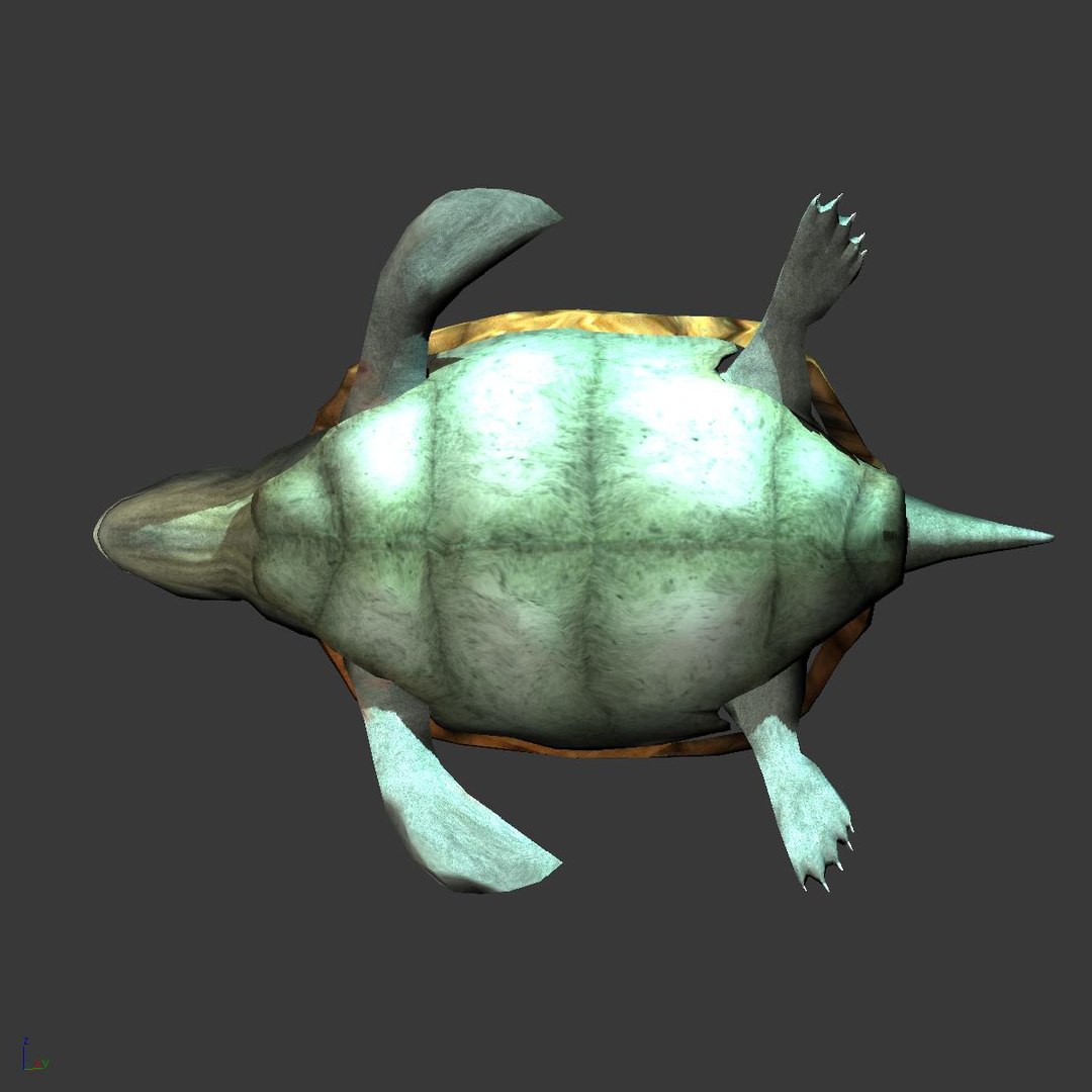 3d Generic Turtle Swim