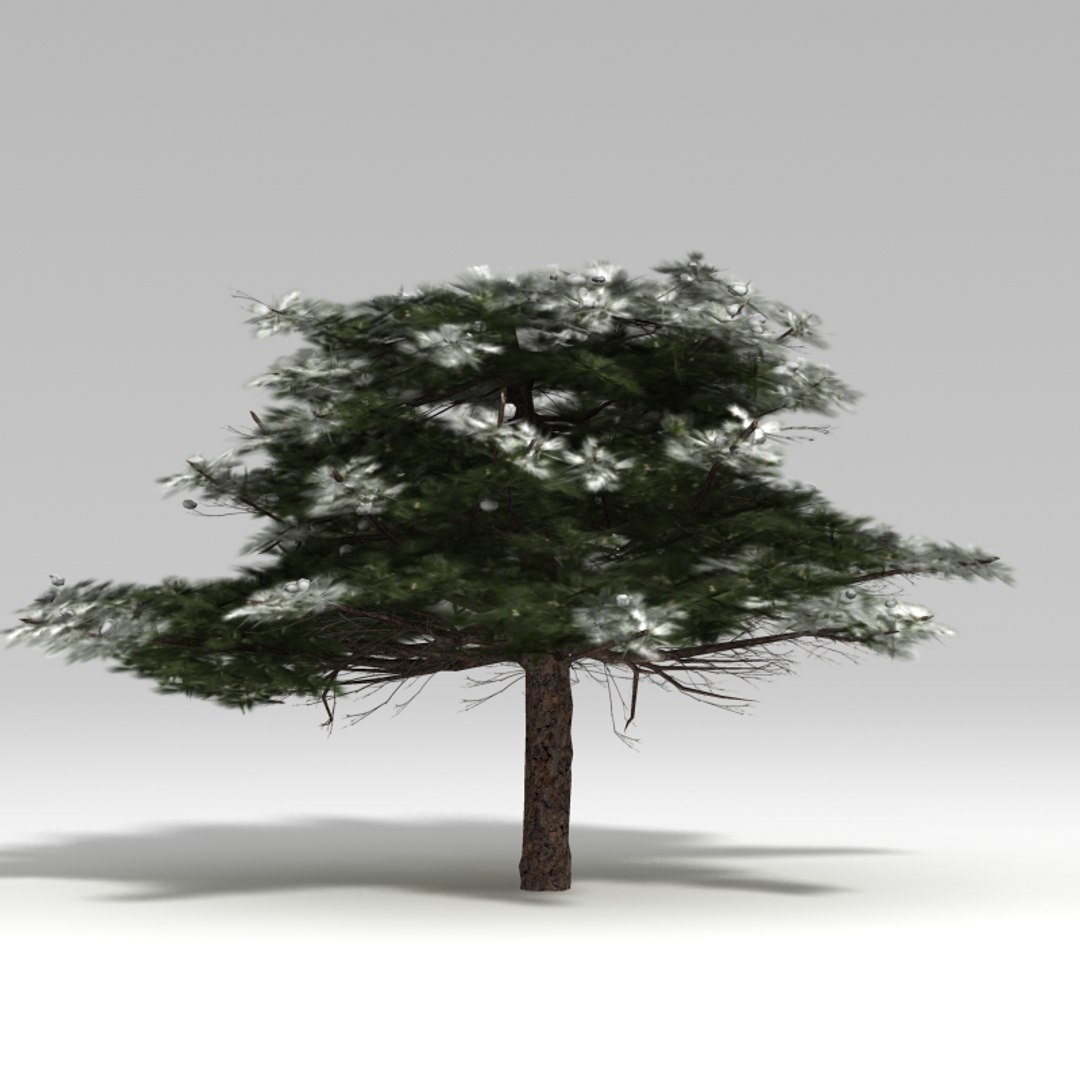 3d Snowtree Tree Snow Model