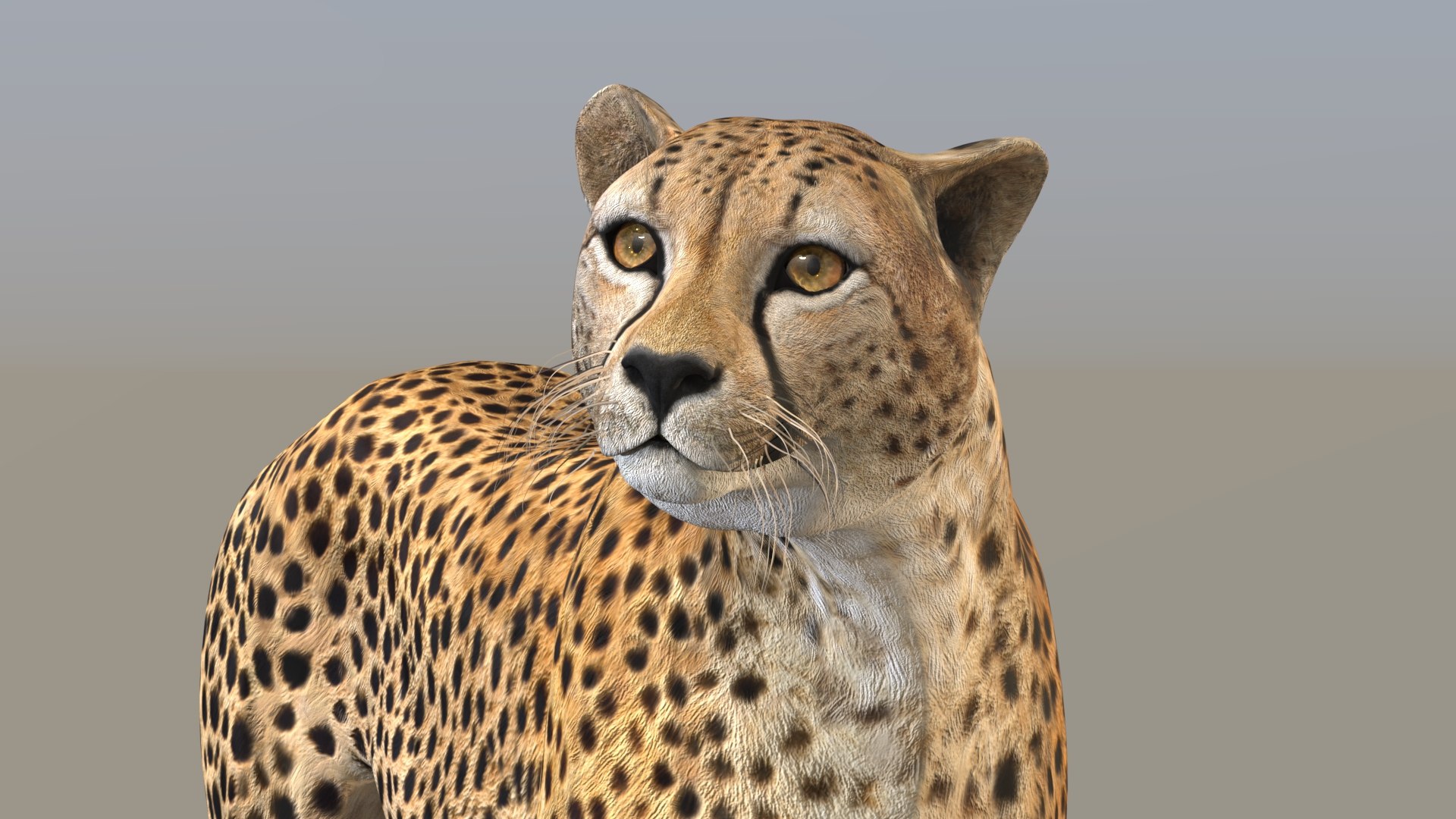 Cheetah Rigged 3D Model - TurboSquid 1243206