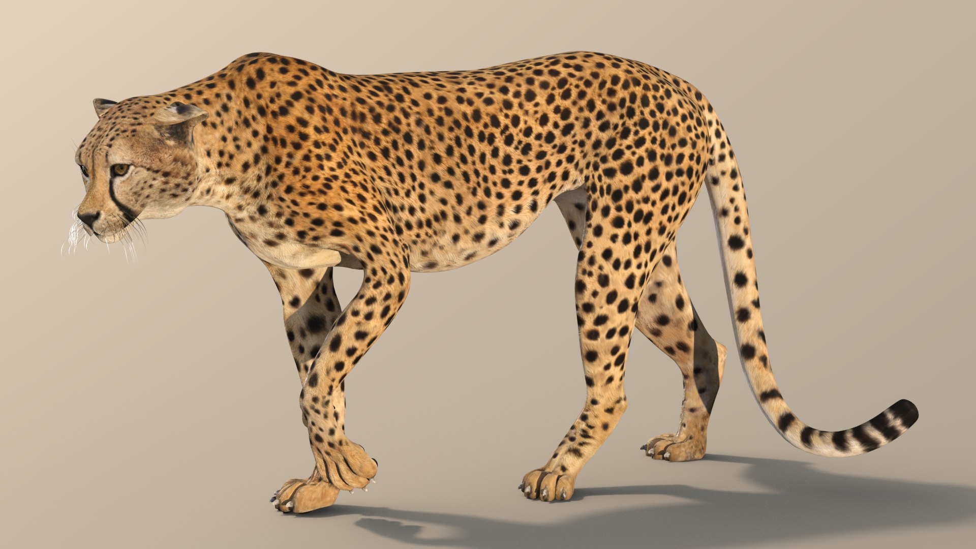 Cheetah Rigged 3D Model - TurboSquid 1243206