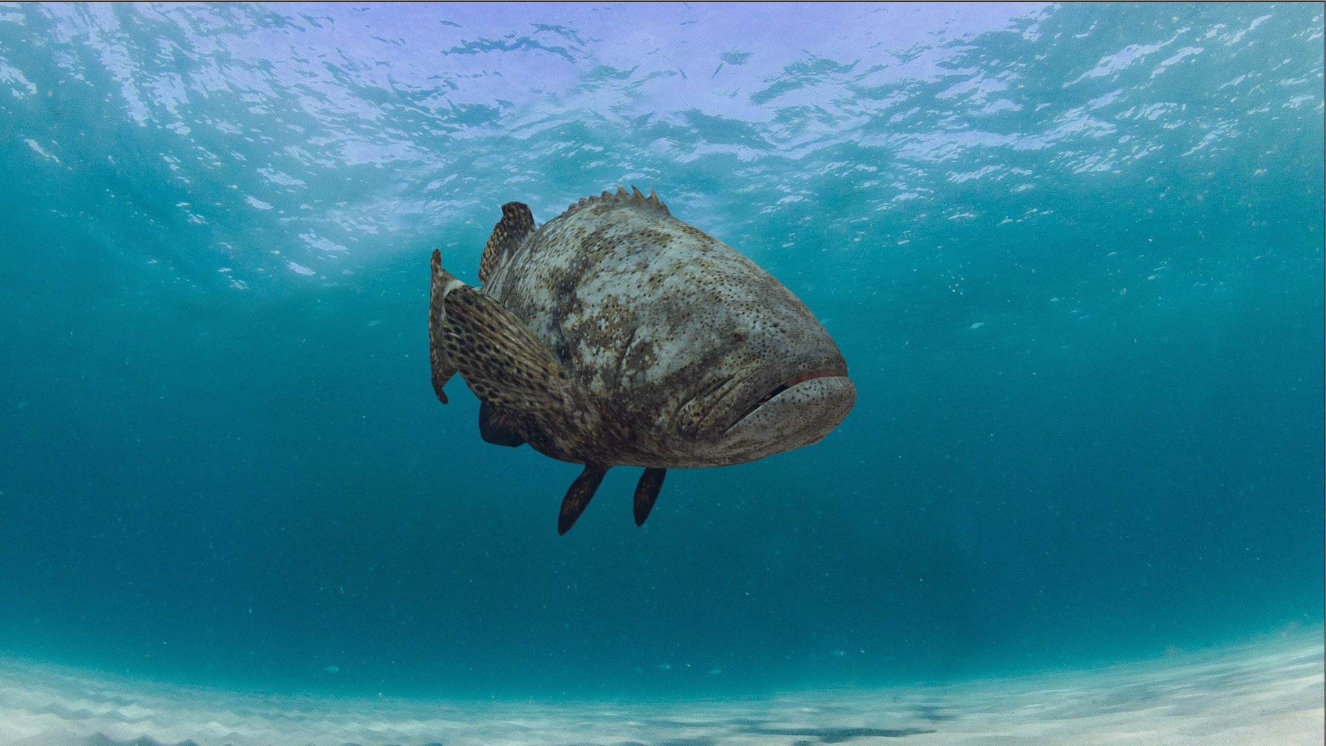 Most Real Goliath Grouper - 8k - 3d Animated Model - TurboSquid 2405983