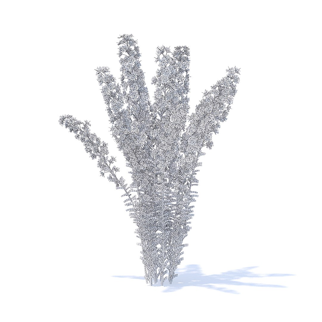 3D Heather Plant Calluna - TurboSquid 1229018