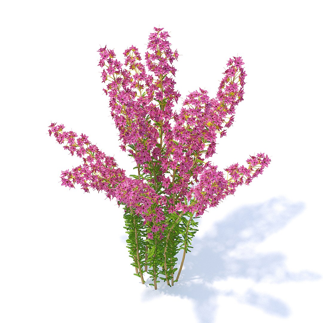 3D Heather Plant Calluna - TurboSquid 1229018