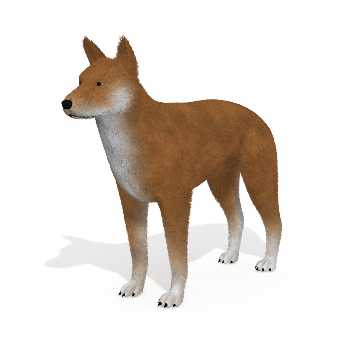 3D Dog Dingo Australian Animal - TurboSquid 1878816