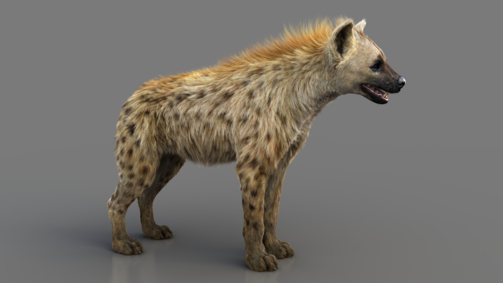 3D Model Hyena Static Maya 2023 Xgen-core - TurboSquid 2341949