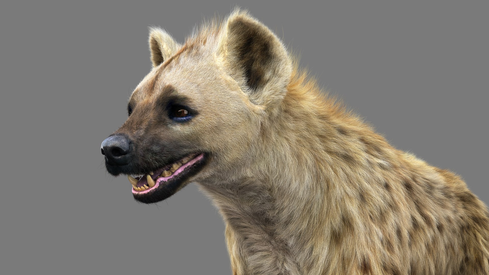 3D Model Hyena Static Maya 2023 Xgen-core - TurboSquid 2341949
