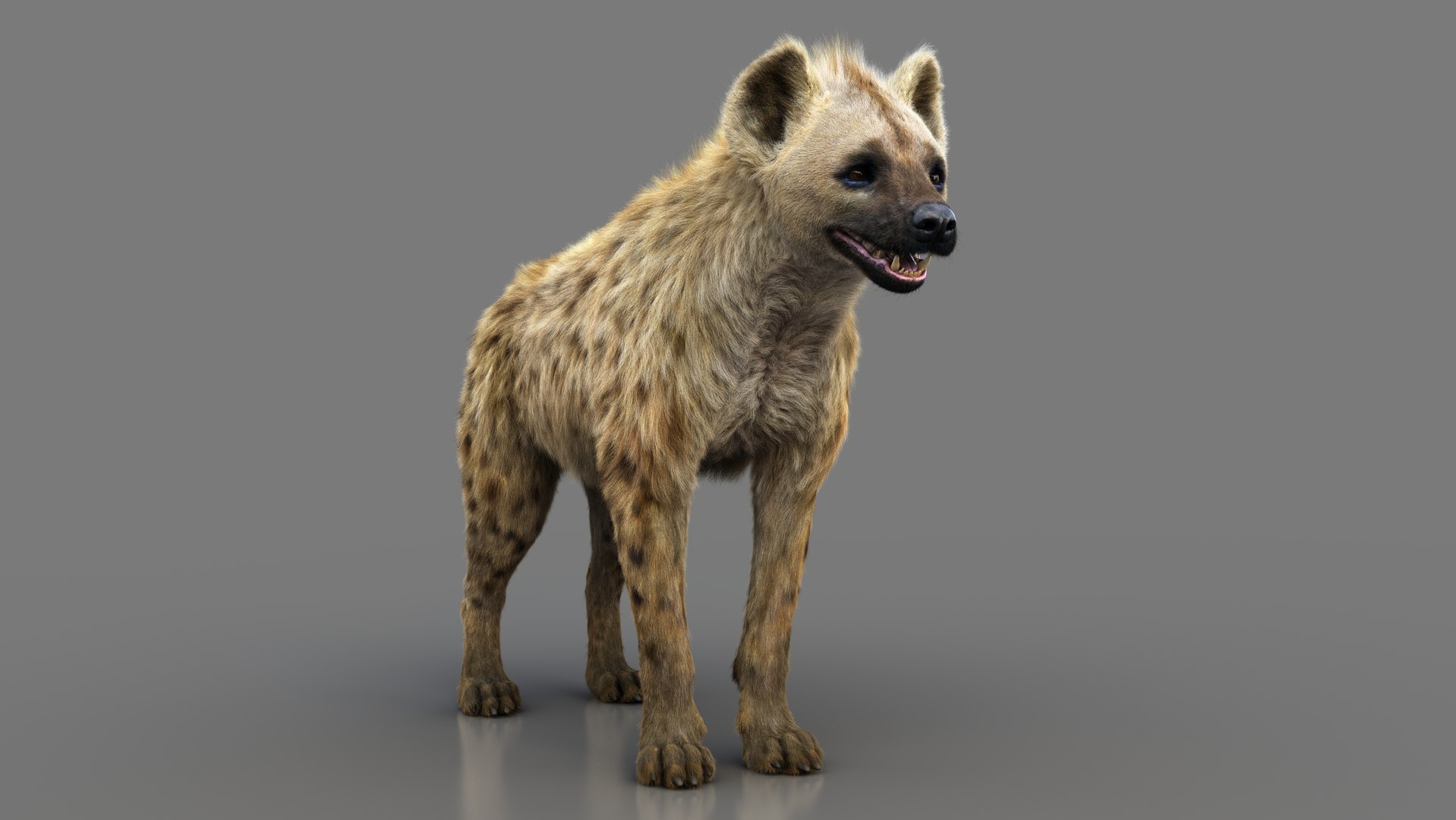 3D Model Hyena Static Maya 2023 Xgen-core - TurboSquid 2341949
