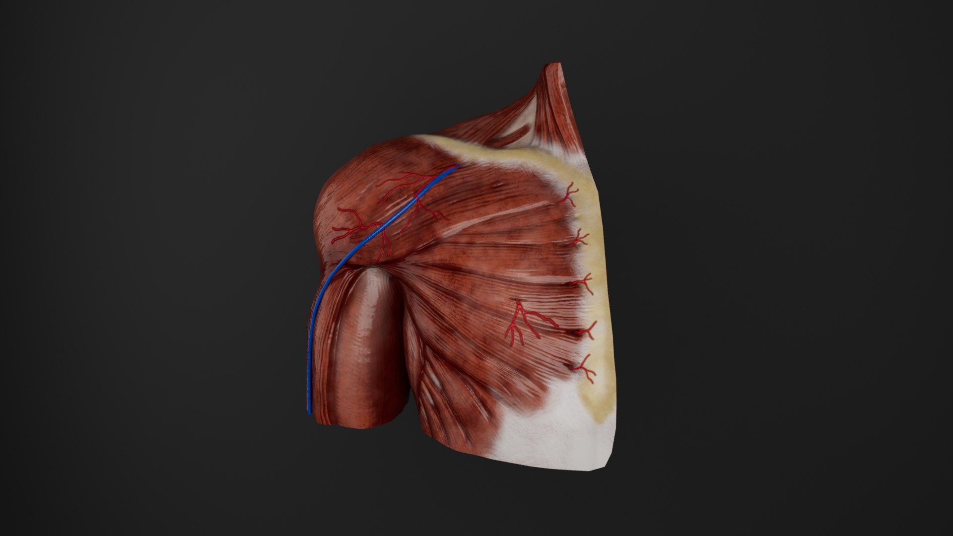 Human Anatomy-Muscular System-Upper Limb Anterior View 3D Model ...