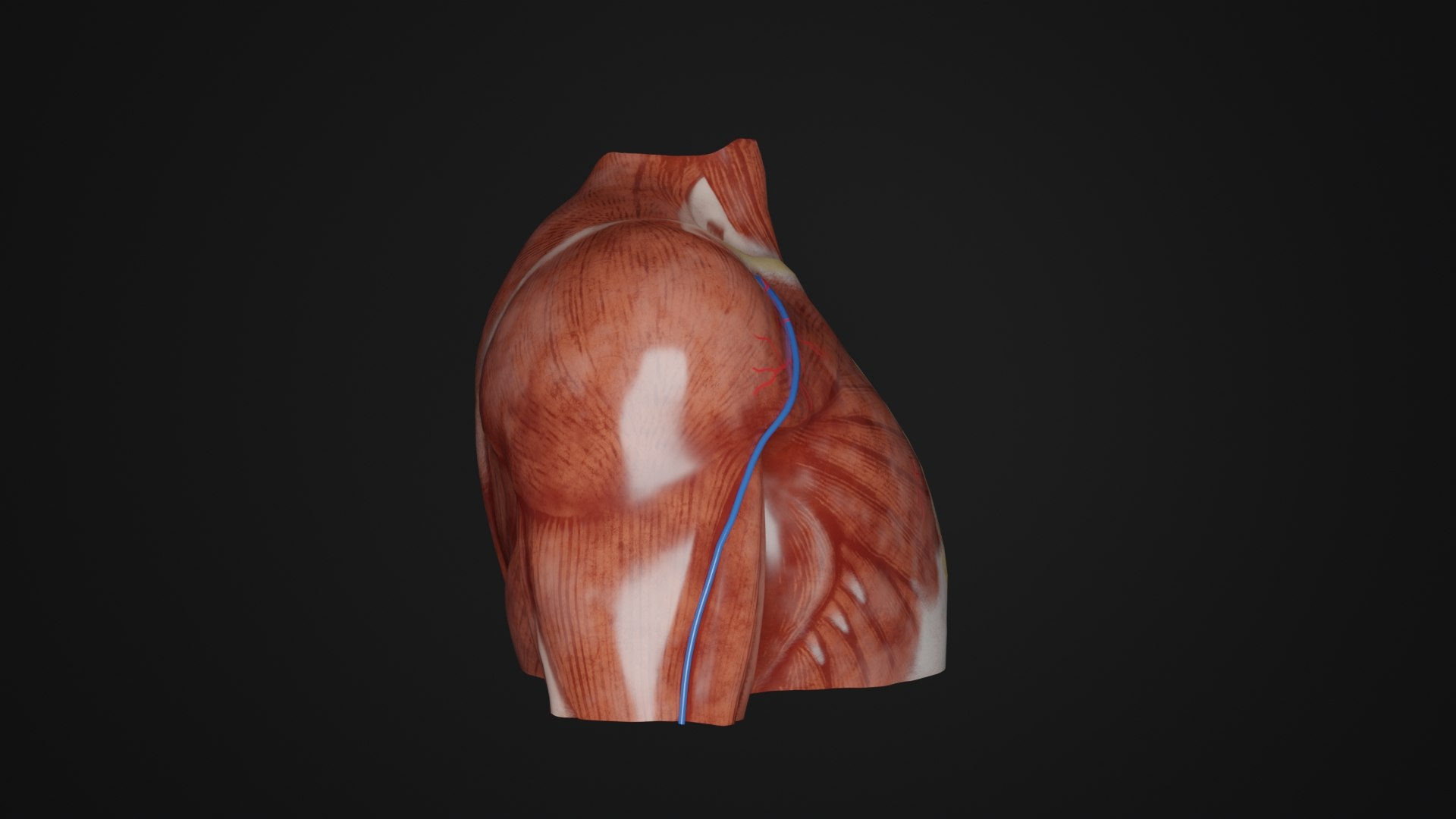 Human Anatomy-Muscular System-Upper Limb Anterior View 3D Model ...