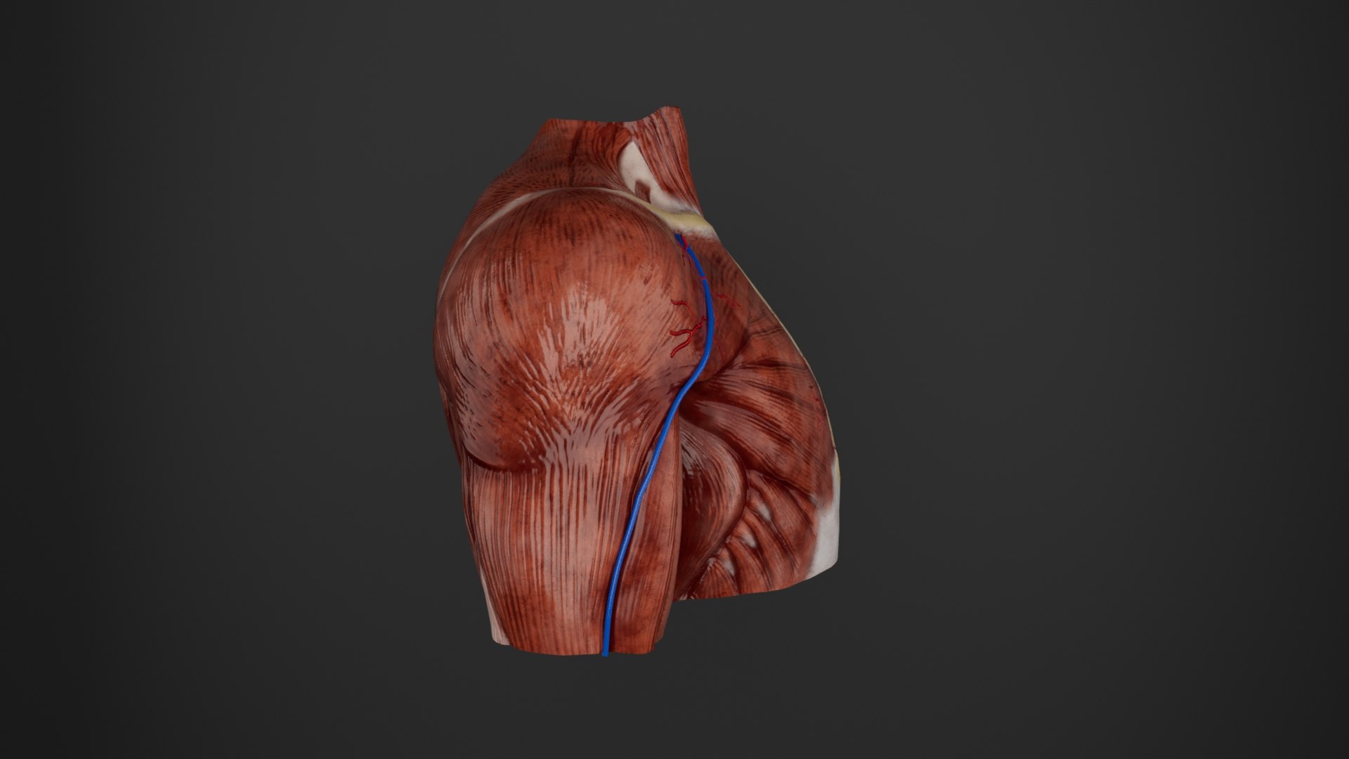 Human Anatomy-Muscular System-Upper Limb Anterior View 3D Model ...