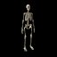 3d Obj Human Skeleton