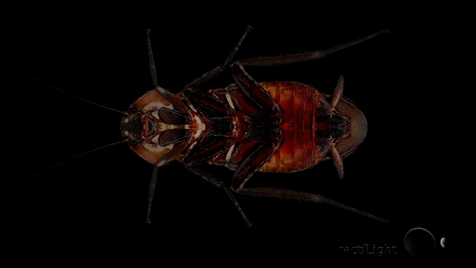 3D Rigged Cockroach Model - TurboSquid 2009925