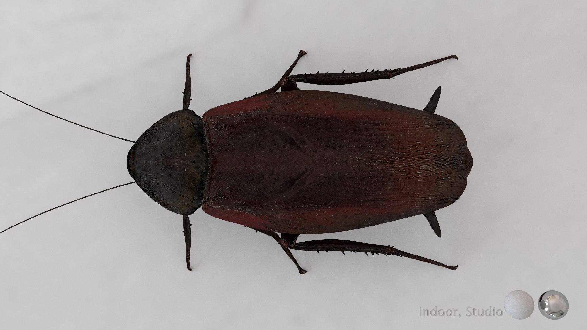 3D Rigged cockroach model - TurboSquid 2009925