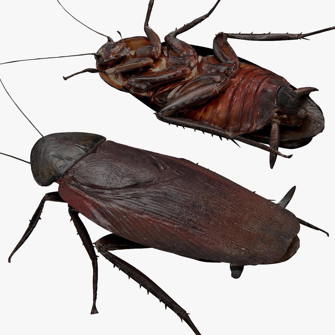 Rigged cockroach3Dモデル - TurboSquid 2009925