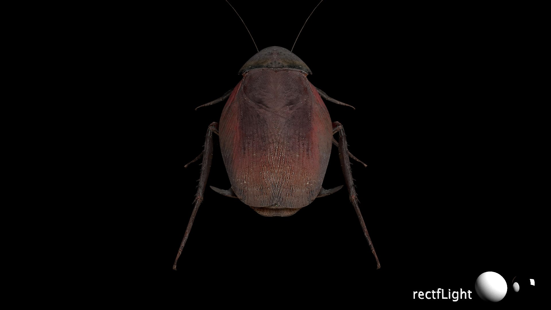 3D Rigged Cockroach Model - TurboSquid 2009925