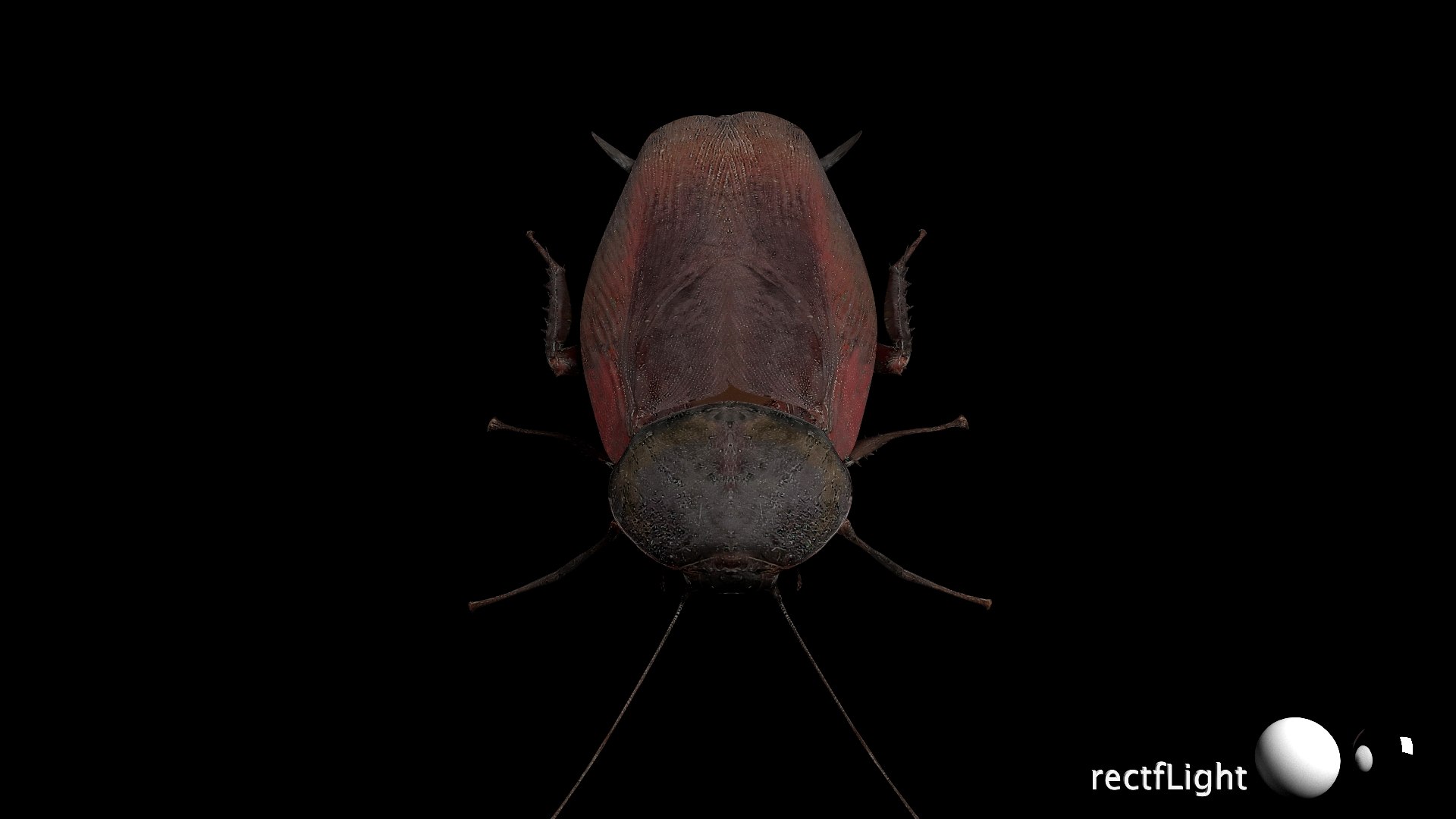 3D Rigged Cockroach Model - TurboSquid 2009925
