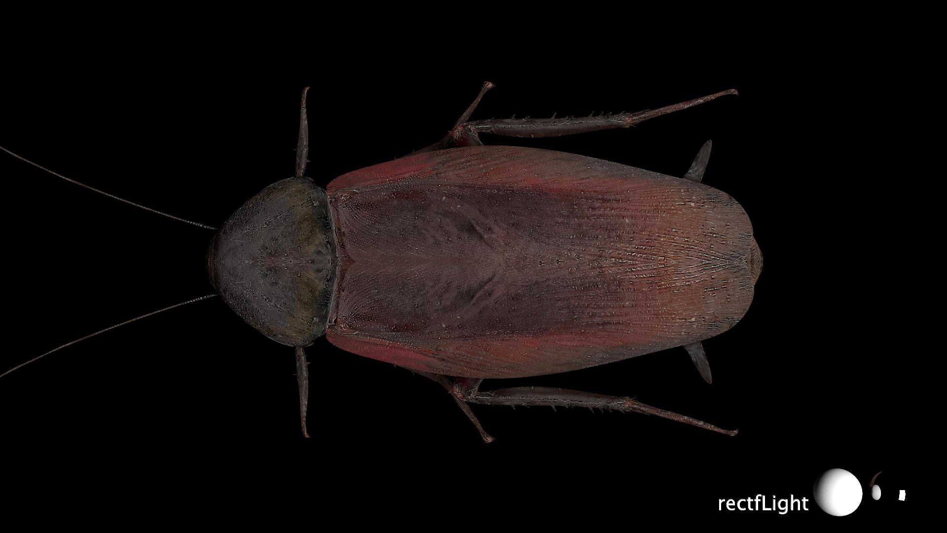 3D Rigged Cockroach Model - TurboSquid 2009925