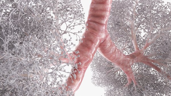 Anatomically trachea 3D model - TurboSquid 1537894