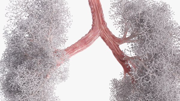 Anatomically trachea 3D model - TurboSquid 1537894