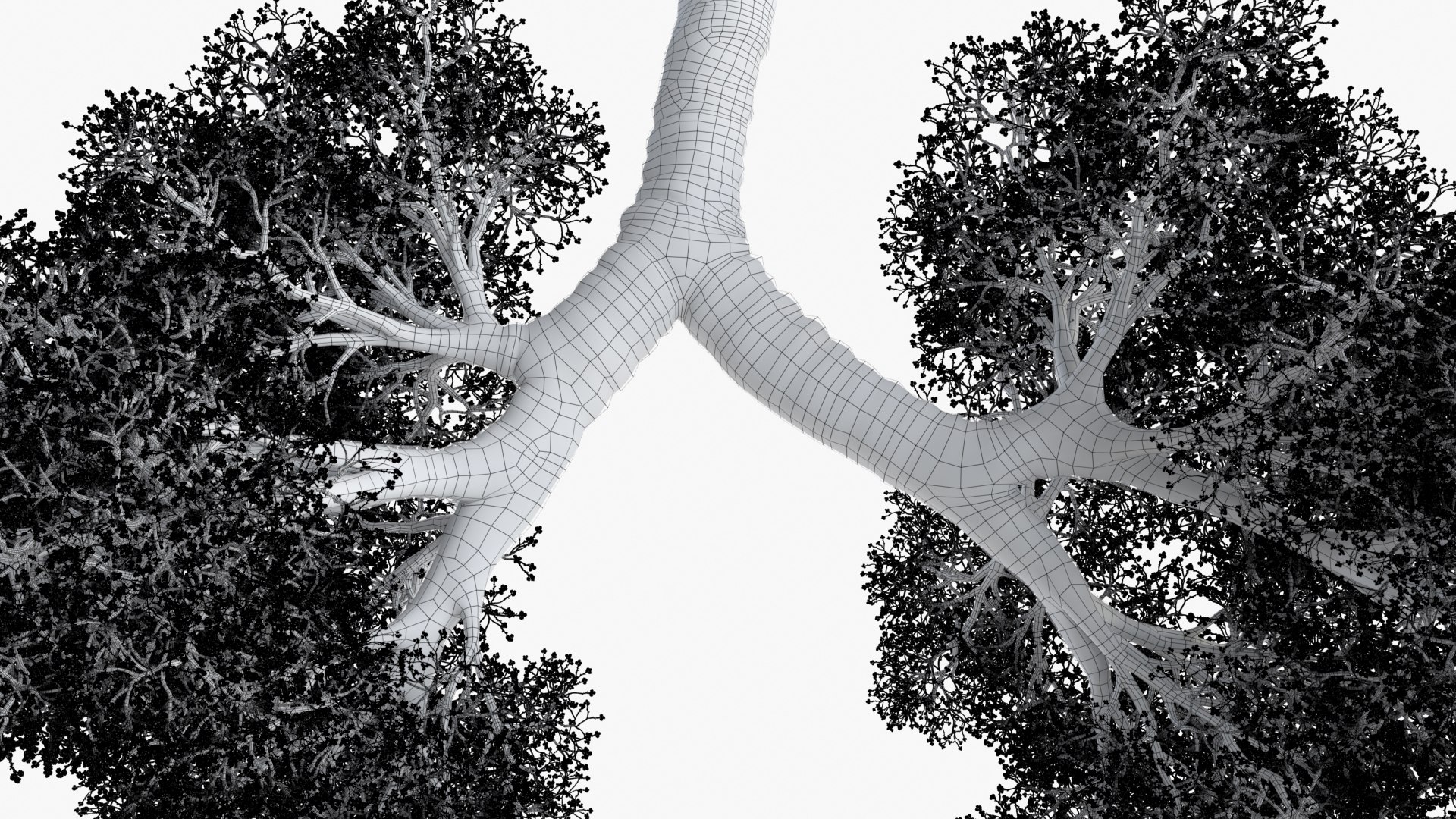 Anatomically Trachea 3D Model - TurboSquid 1537894