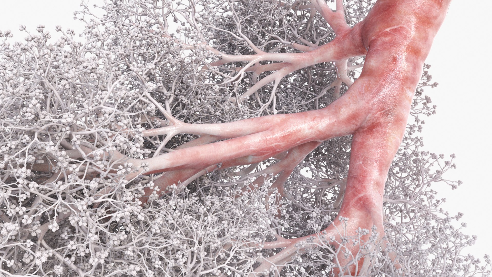 Anatomically Trachea 3D Model - TurboSquid 1537894