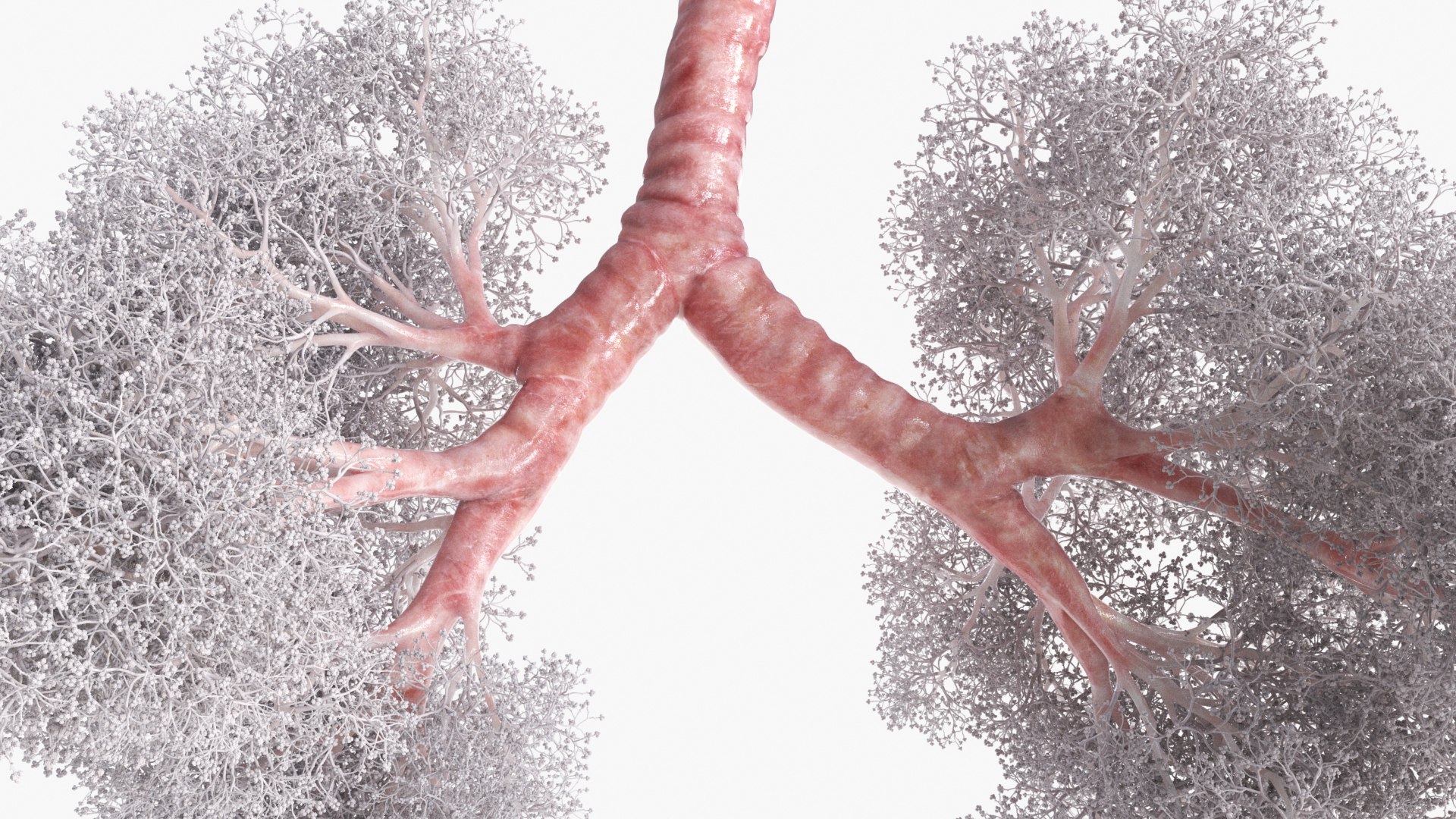 Anatomically Trachea 3D Model - TurboSquid 1537894