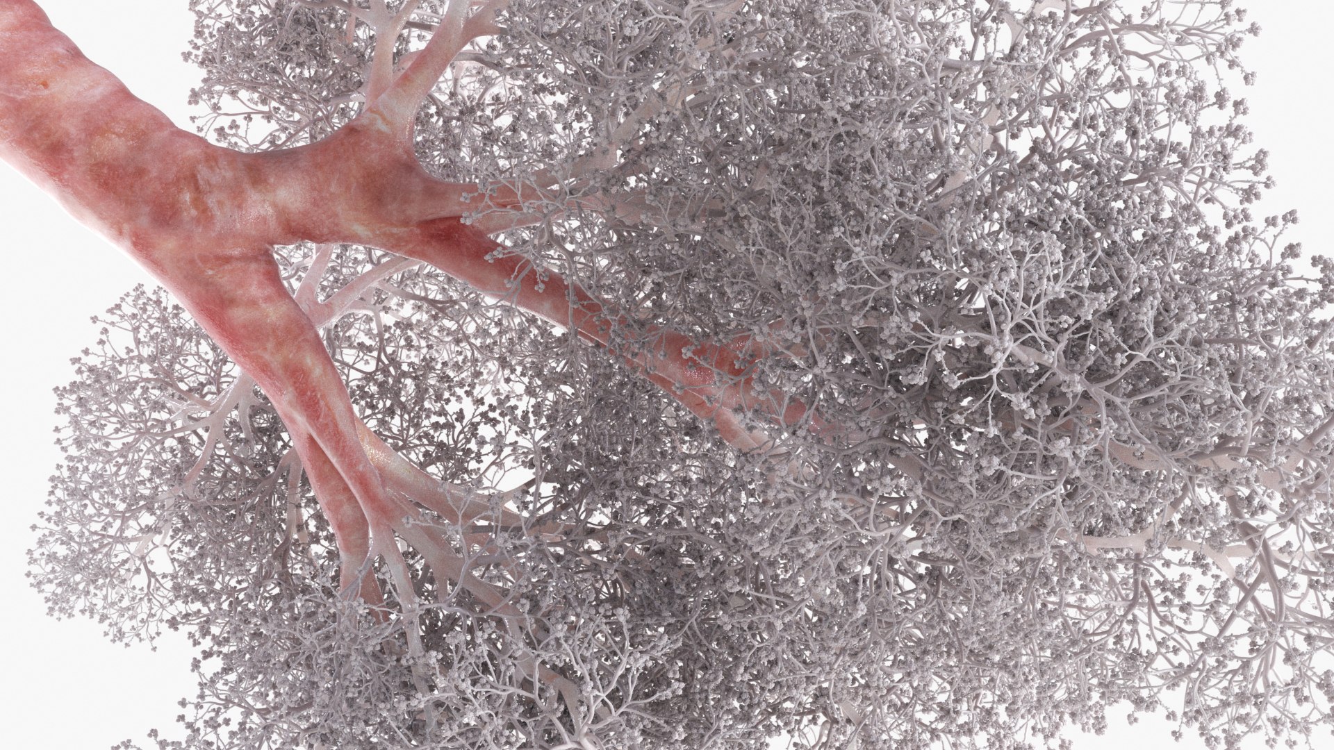 Anatomically Trachea 3D Model - TurboSquid 1537894