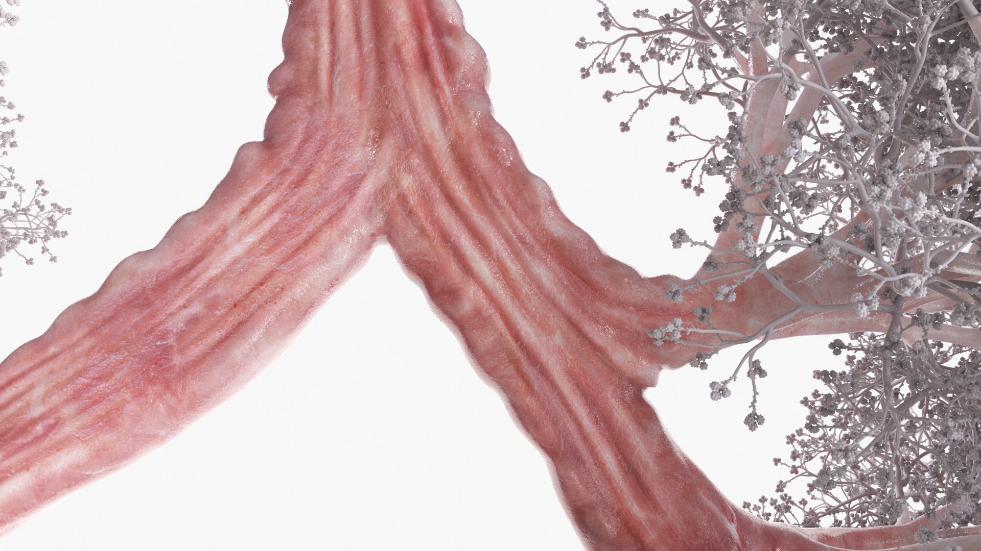 Anatomically Trachea 3D Model - TurboSquid 1537894