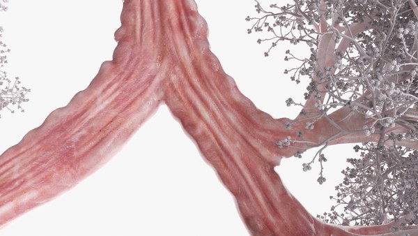 Anatomically trachea 3D model - TurboSquid 1537894