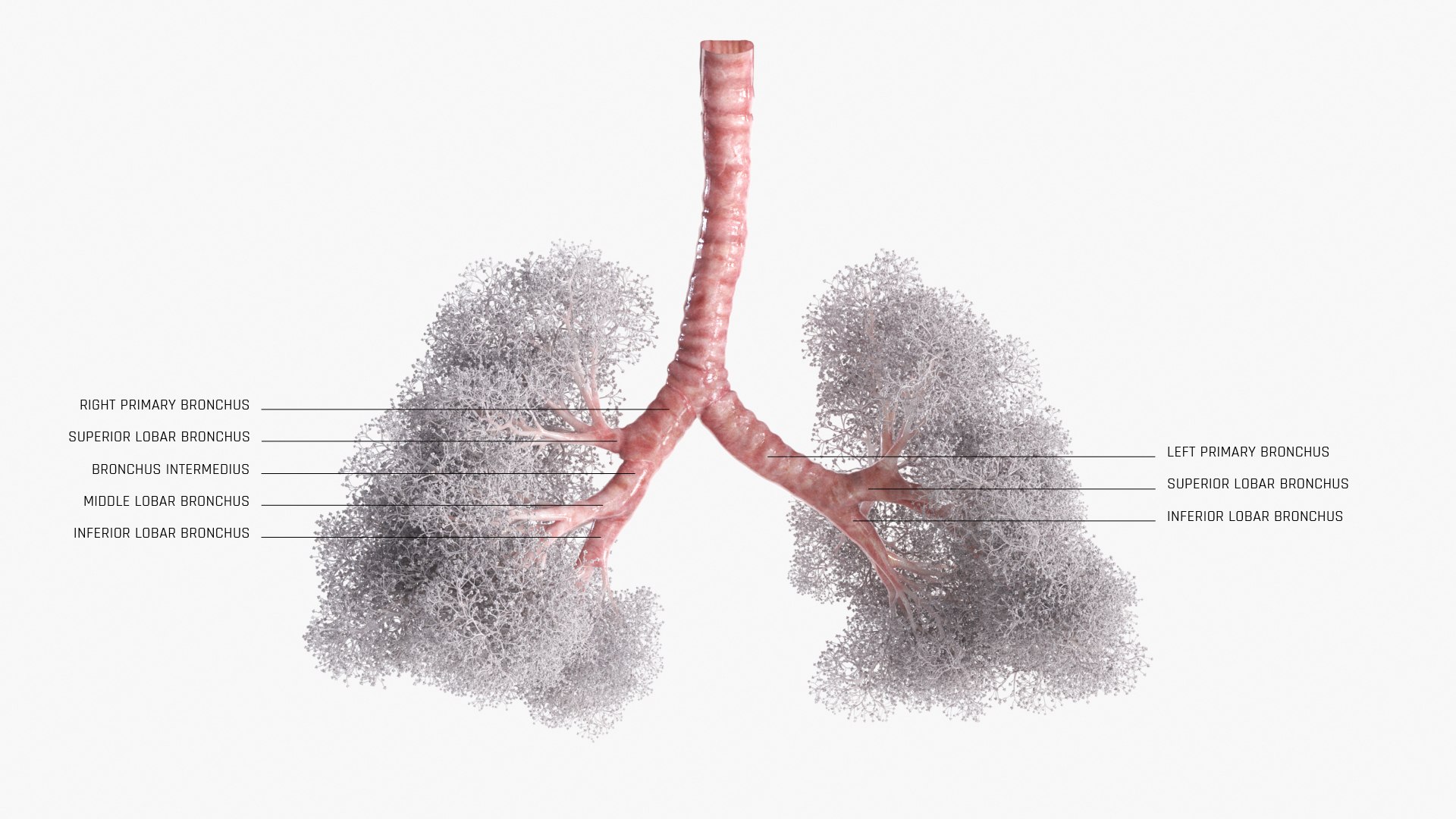 Anatomically Trachea 3D Model - TurboSquid 1537894