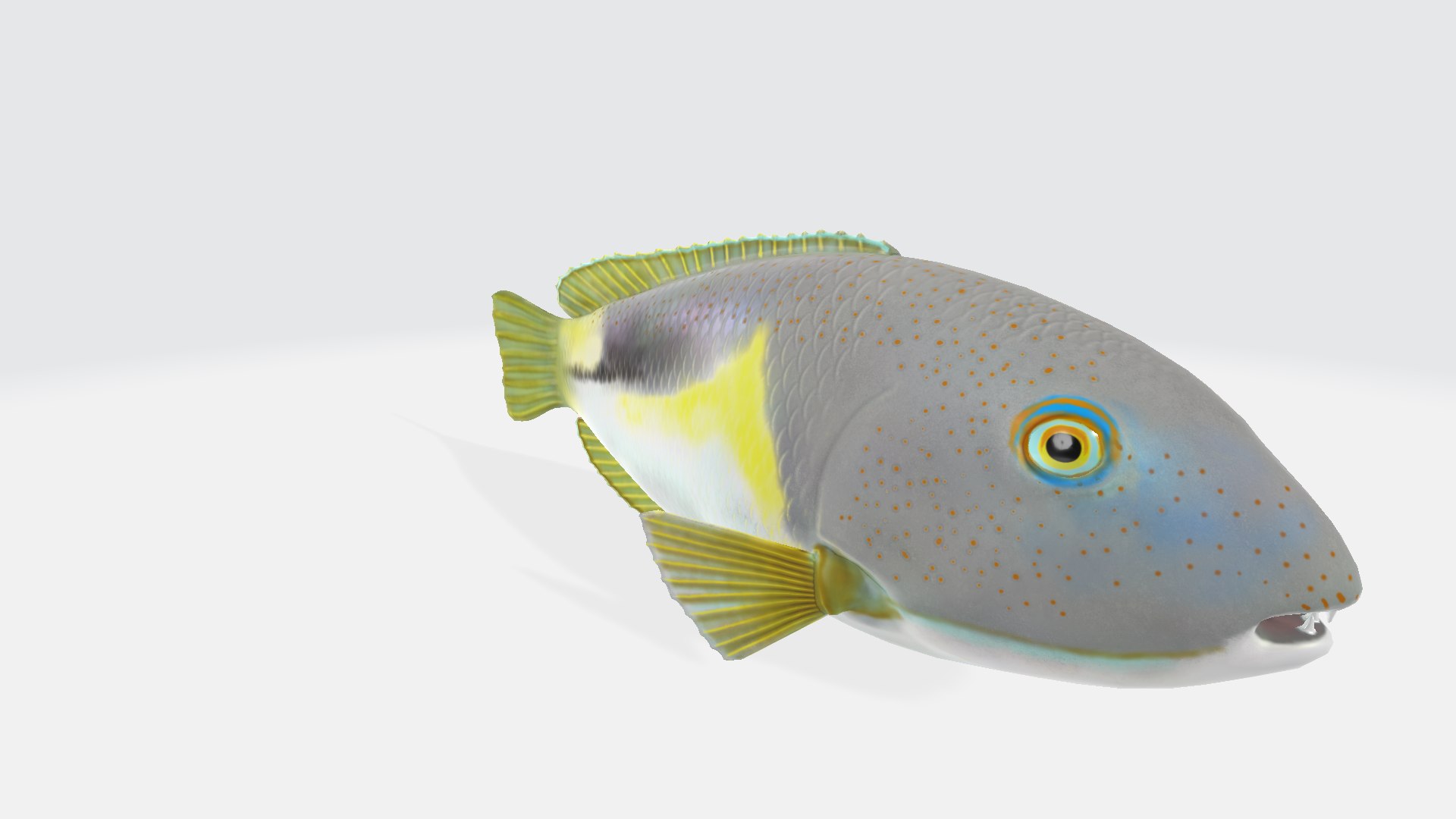 Orange Dotted Tuskfish 3D Model - TurboSquid 2294965