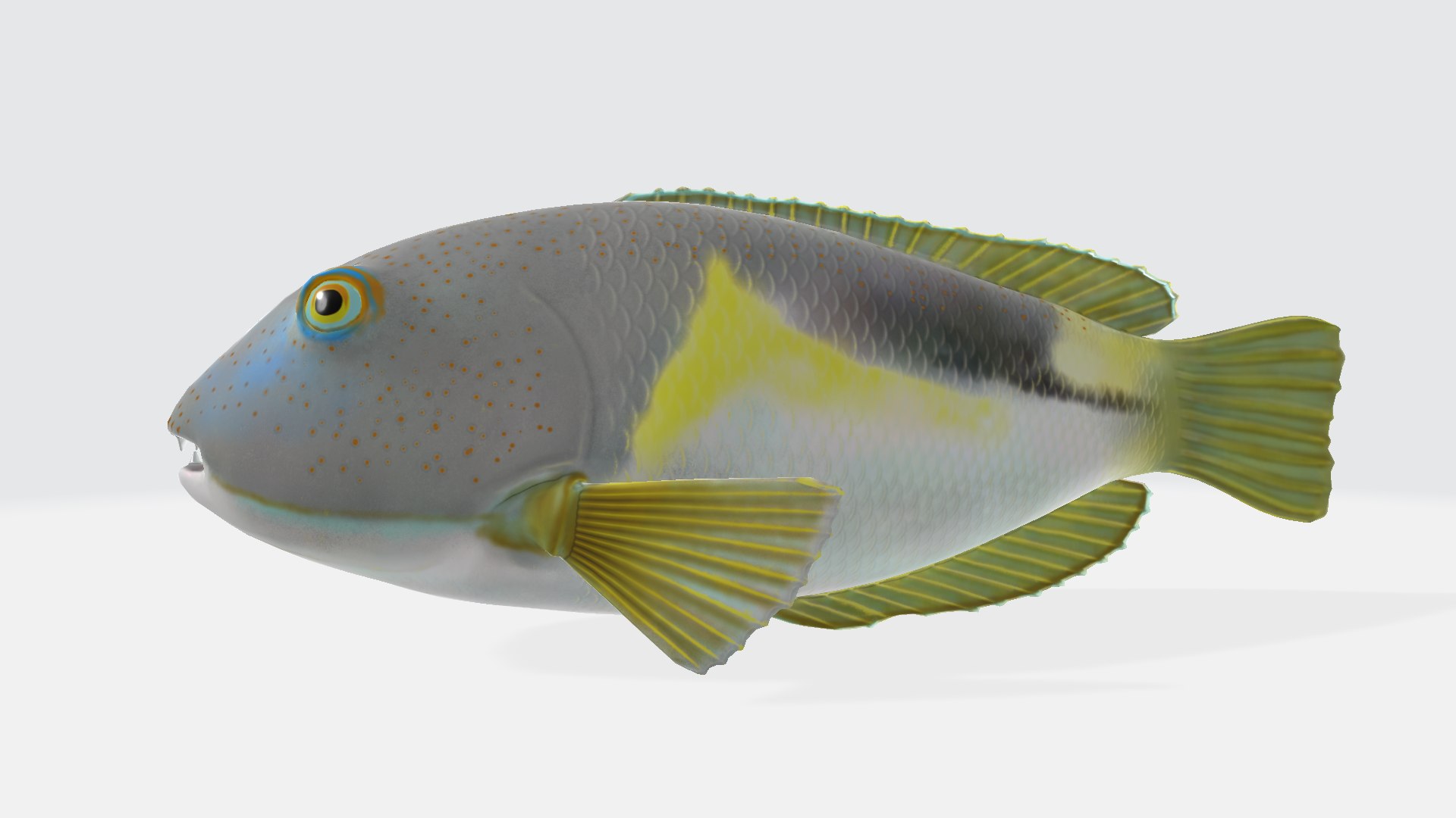 Orange Dotted Tuskfish 3D Model - TurboSquid 2294965