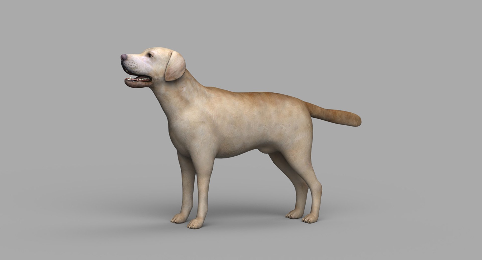 modelo 3d Labrador - TurboSquid 368377