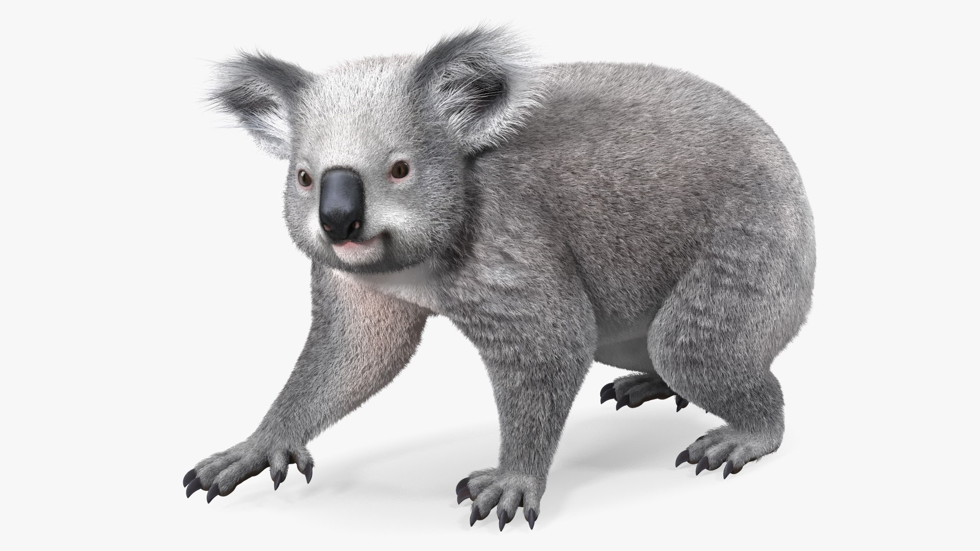 3D Koala Walking Fur - TurboSquid 2167291